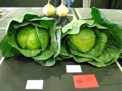 Cabbage - Autumn/Winter Archives | Medwyns of Anglesey