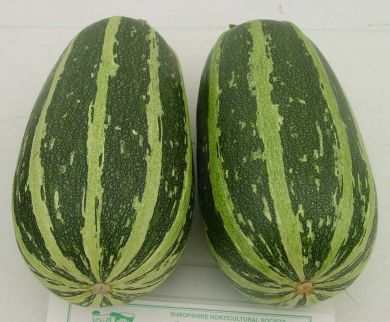 Marrows - Trailing Variety Archives | Medwyns of Anglesey