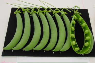 Peas Archives | Medwyns of Anglesey