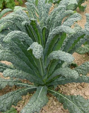 Black Tuscany Kale (Nero-De-Toscana-Precoce) | Medwyns of Anglesey