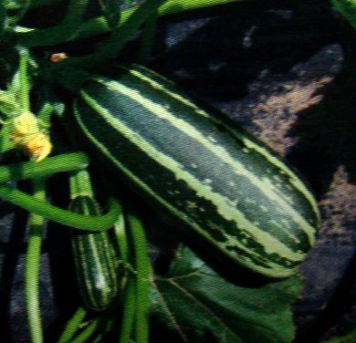Marrows - Bush Variety Archives | Medwyns of Anglesey