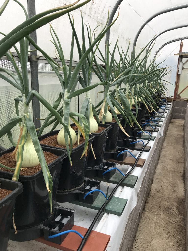 Hydro growing. Archives | Medwyns of Anglesey