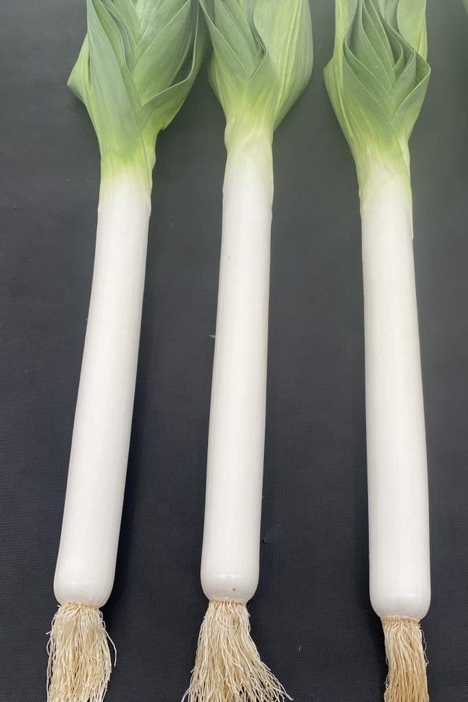 Bolsover Blanch Leek Premium Plants | Medwyns of Anglesey