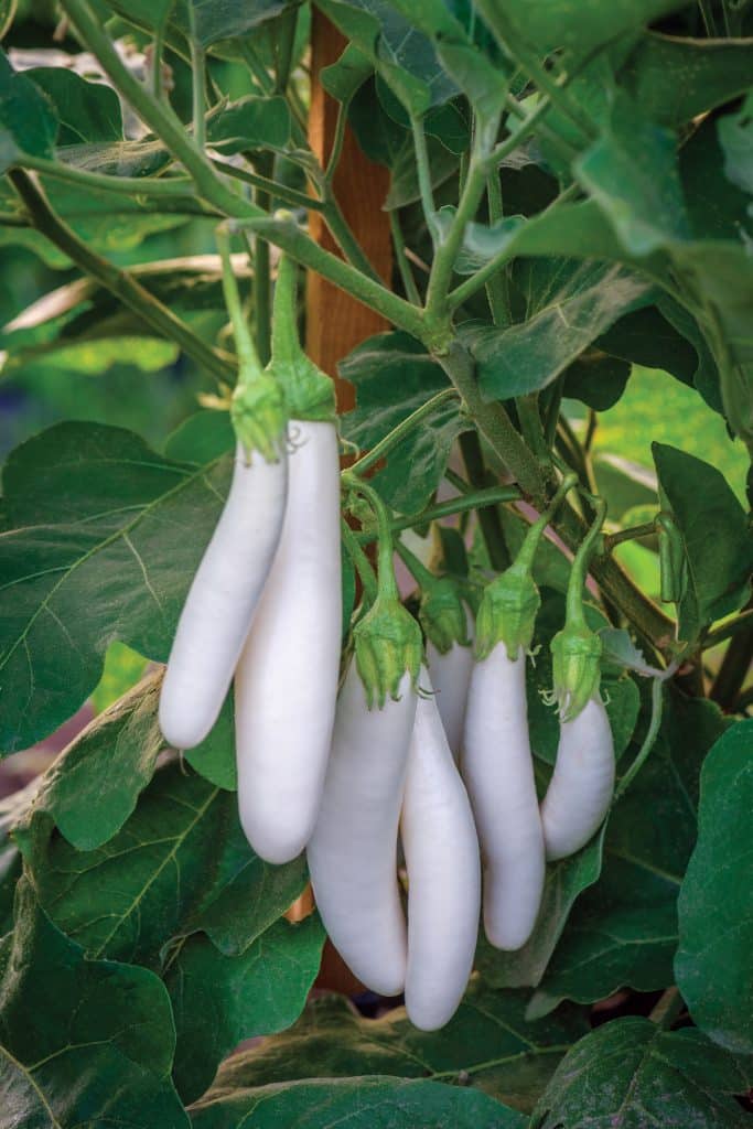 Aubergine White Knight F1 | Medwyns of Anglesey